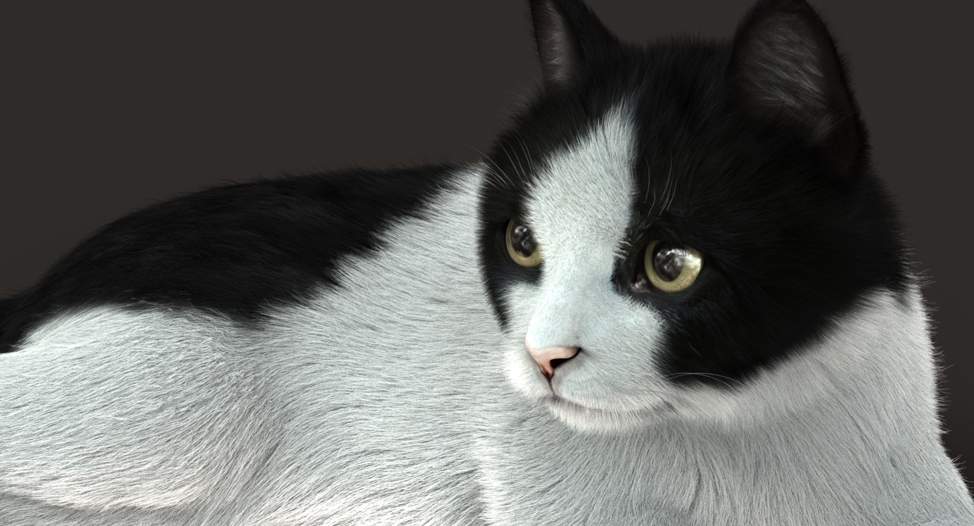 Cat Rigged Fur 2 3D Model - TurboSquid 1305316