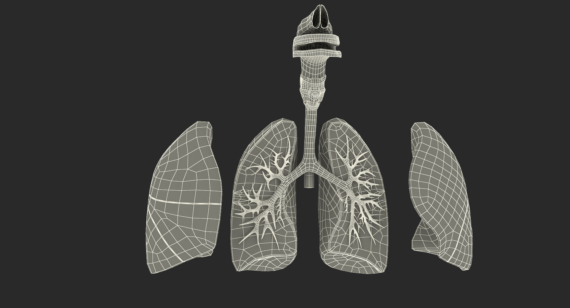 3D Human Respiratory Anatomical Modeled Model - TurboSquid 1214062