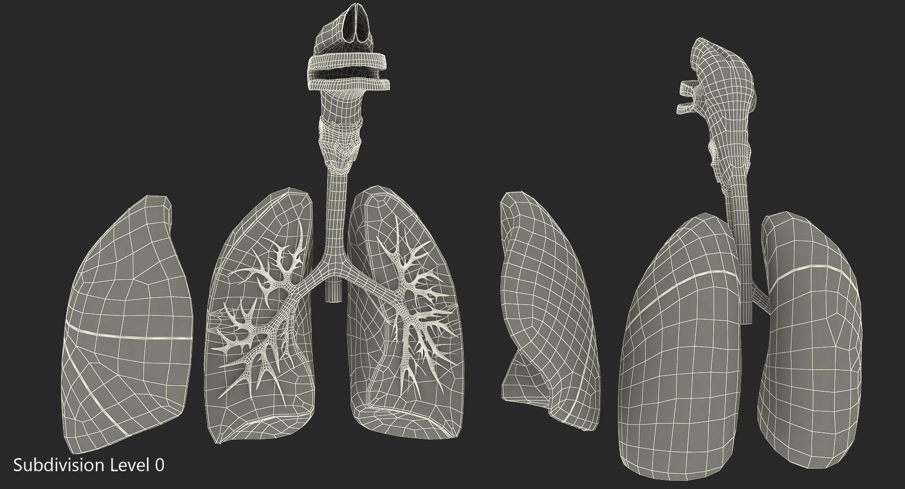 3D human respiratory anatomical modeled model - TurboSquid 1214062