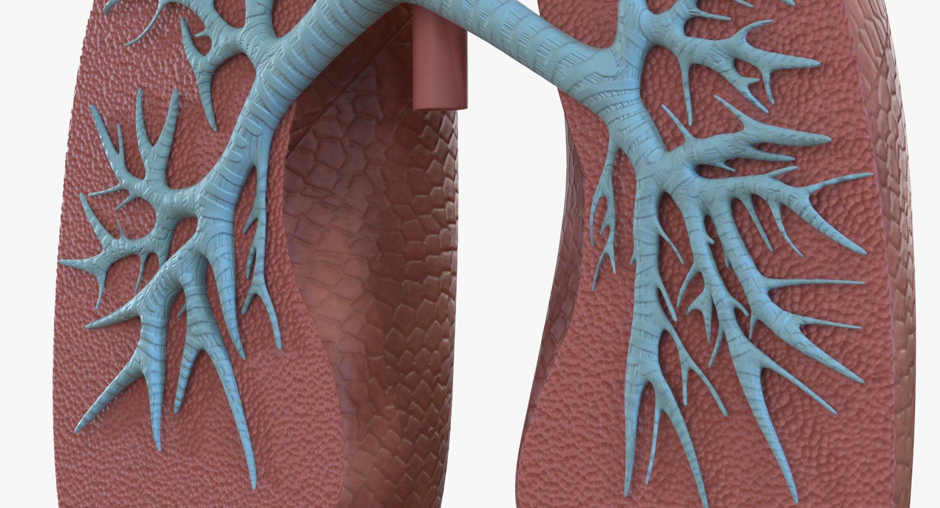 3D Human Respiratory Anatomical Modeled Model - TurboSquid 1214062