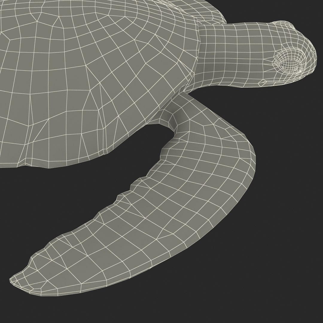 max green sea turtle
