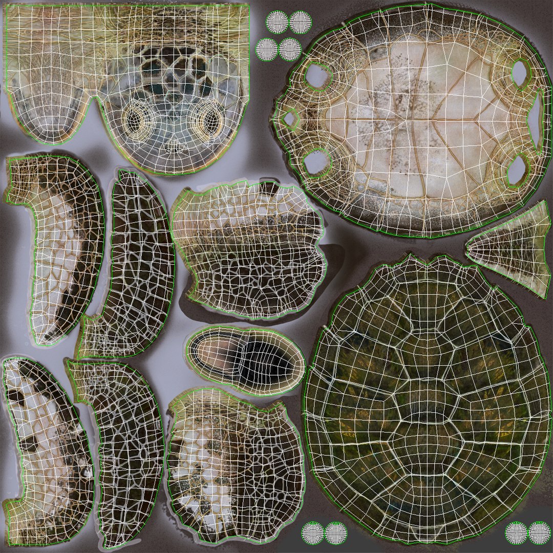 max green sea turtle