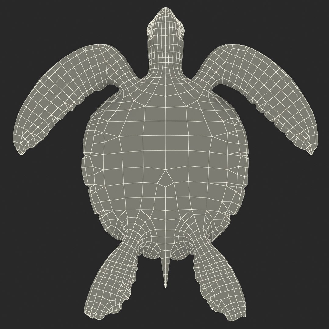 max green sea turtle