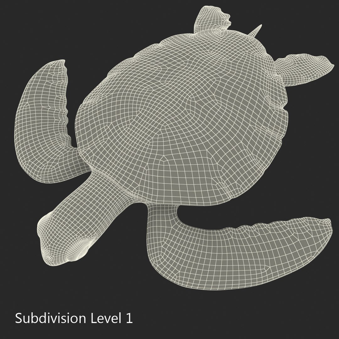 max green sea turtle