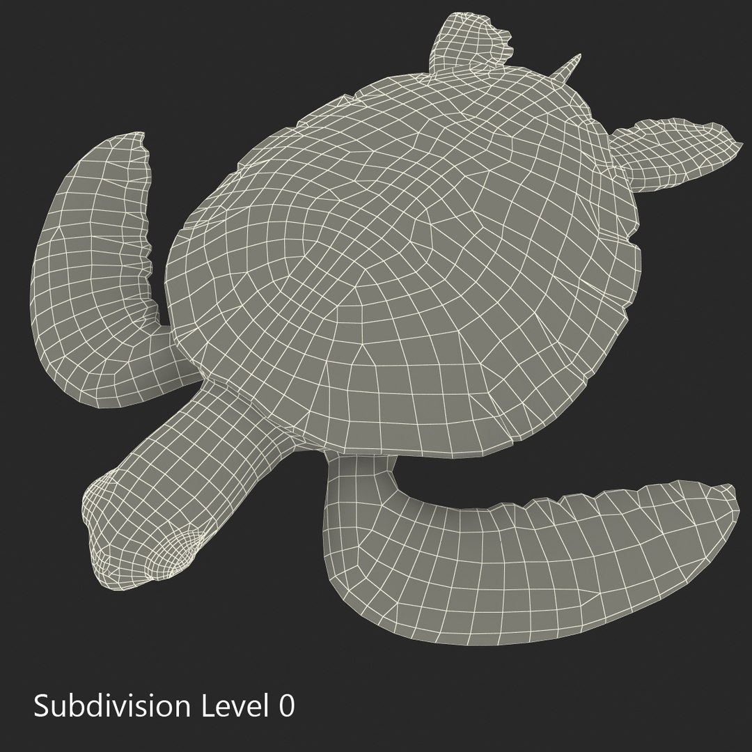 max green sea turtle