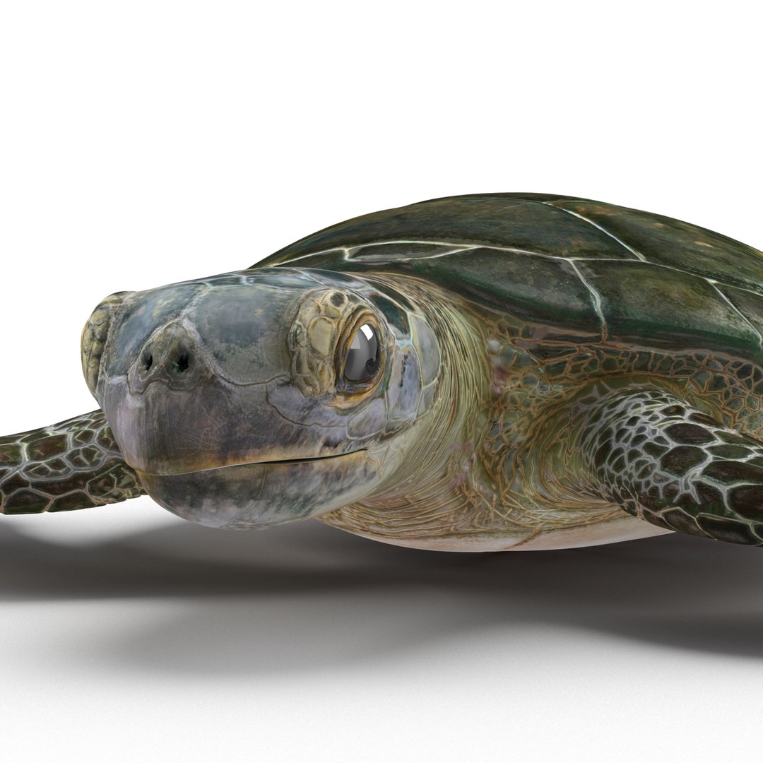 Max Green Sea Turtle