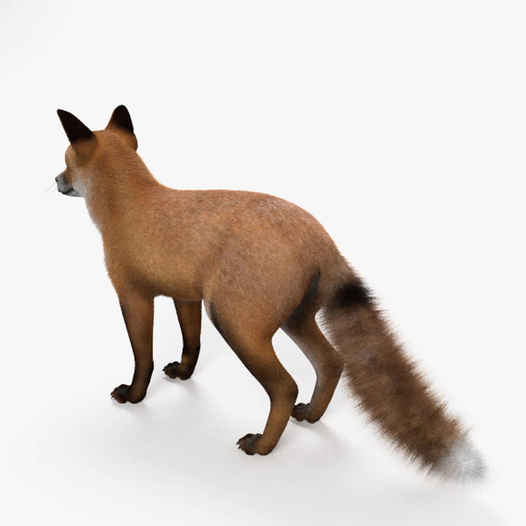 modelo 3d Europeo Red Fox HD - TurboSquid 1368426