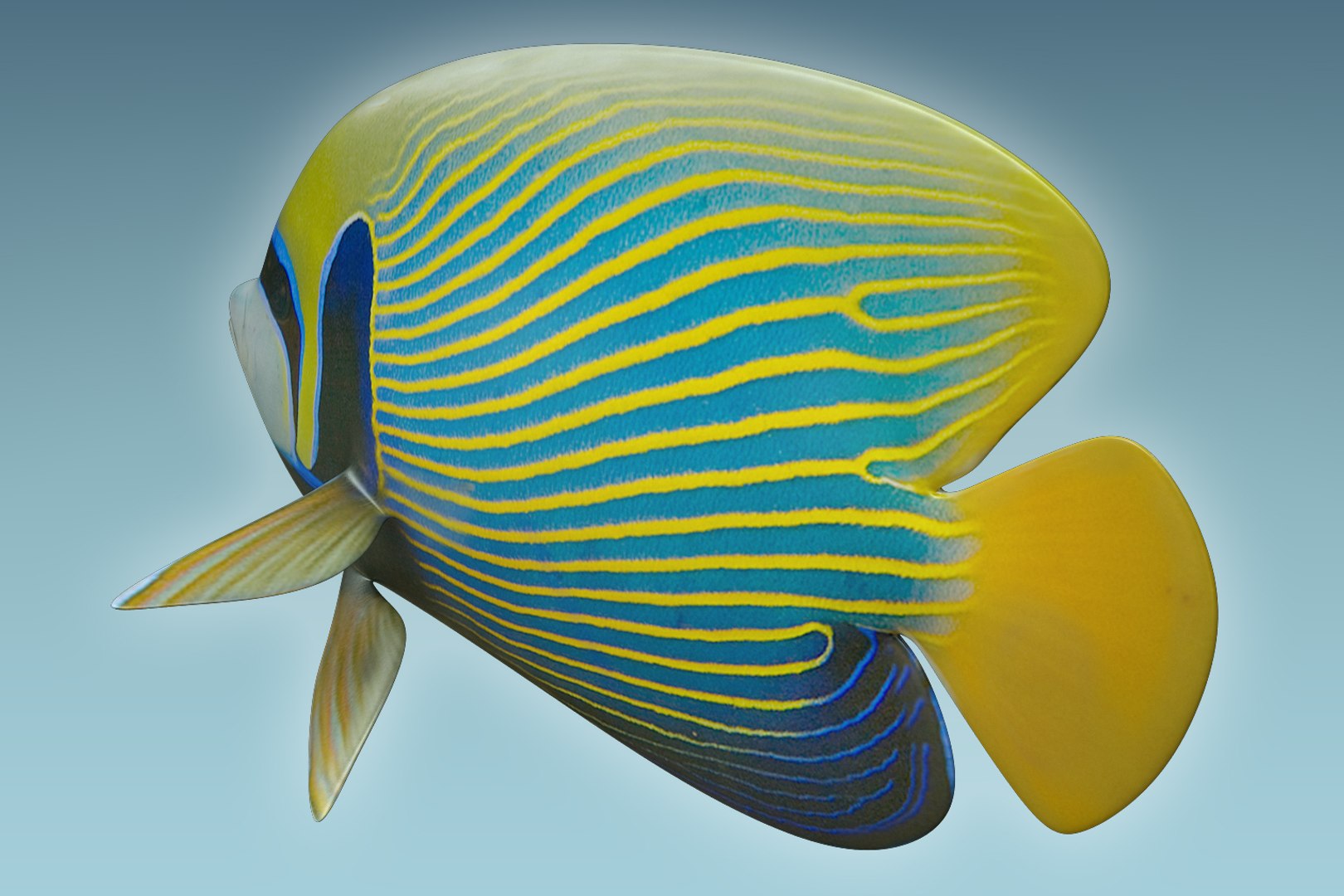 Emperor angle fish 3D - TurboSquid 1200757