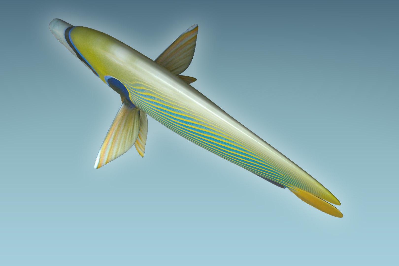 Emperor angle fish 3D - TurboSquid 1200757