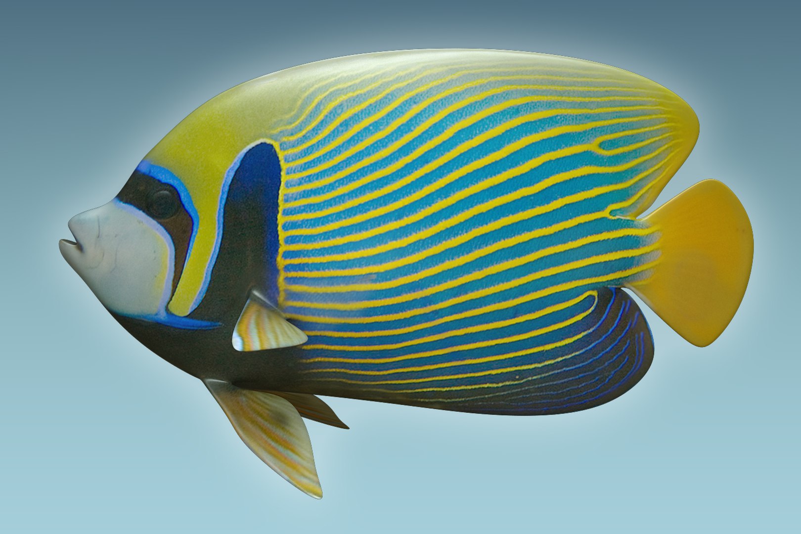 Emperor angle fish 3D - TurboSquid 1200757