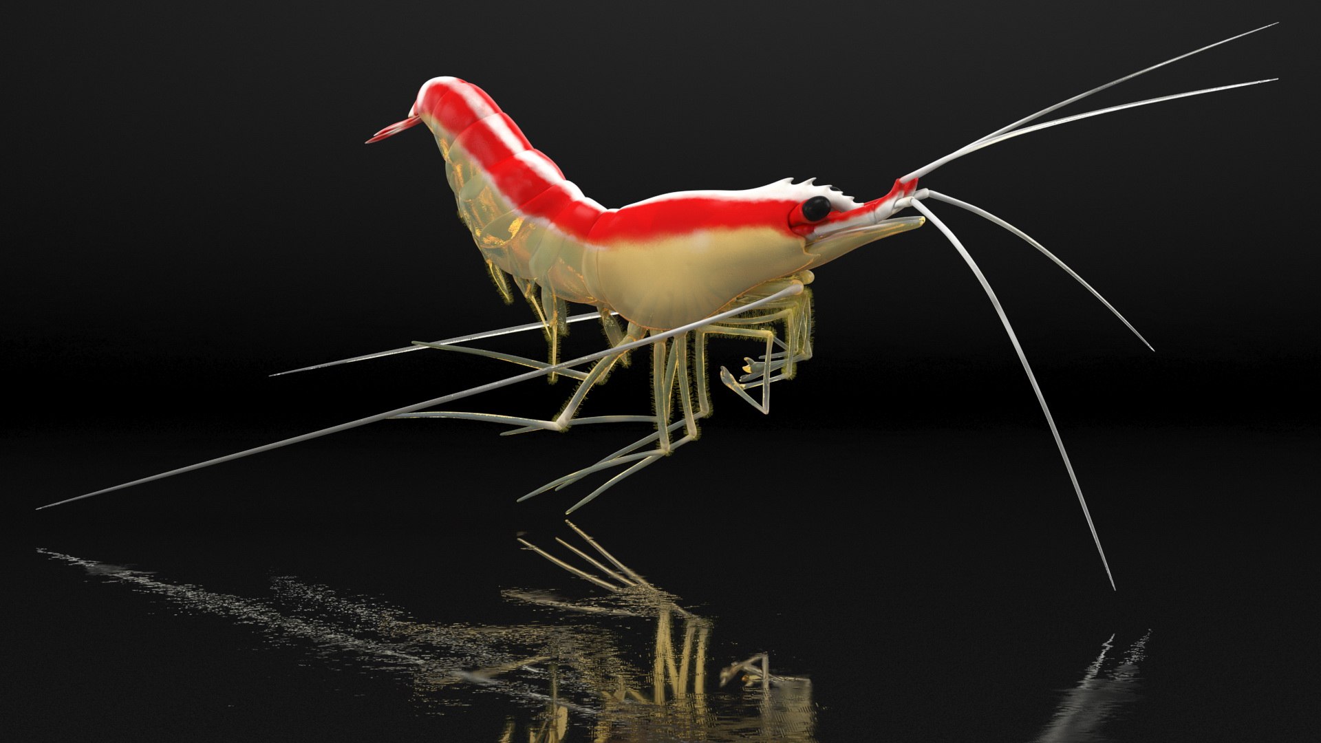 Pacific Cleaner Shrimp Fur Model - TurboSquid 1914763