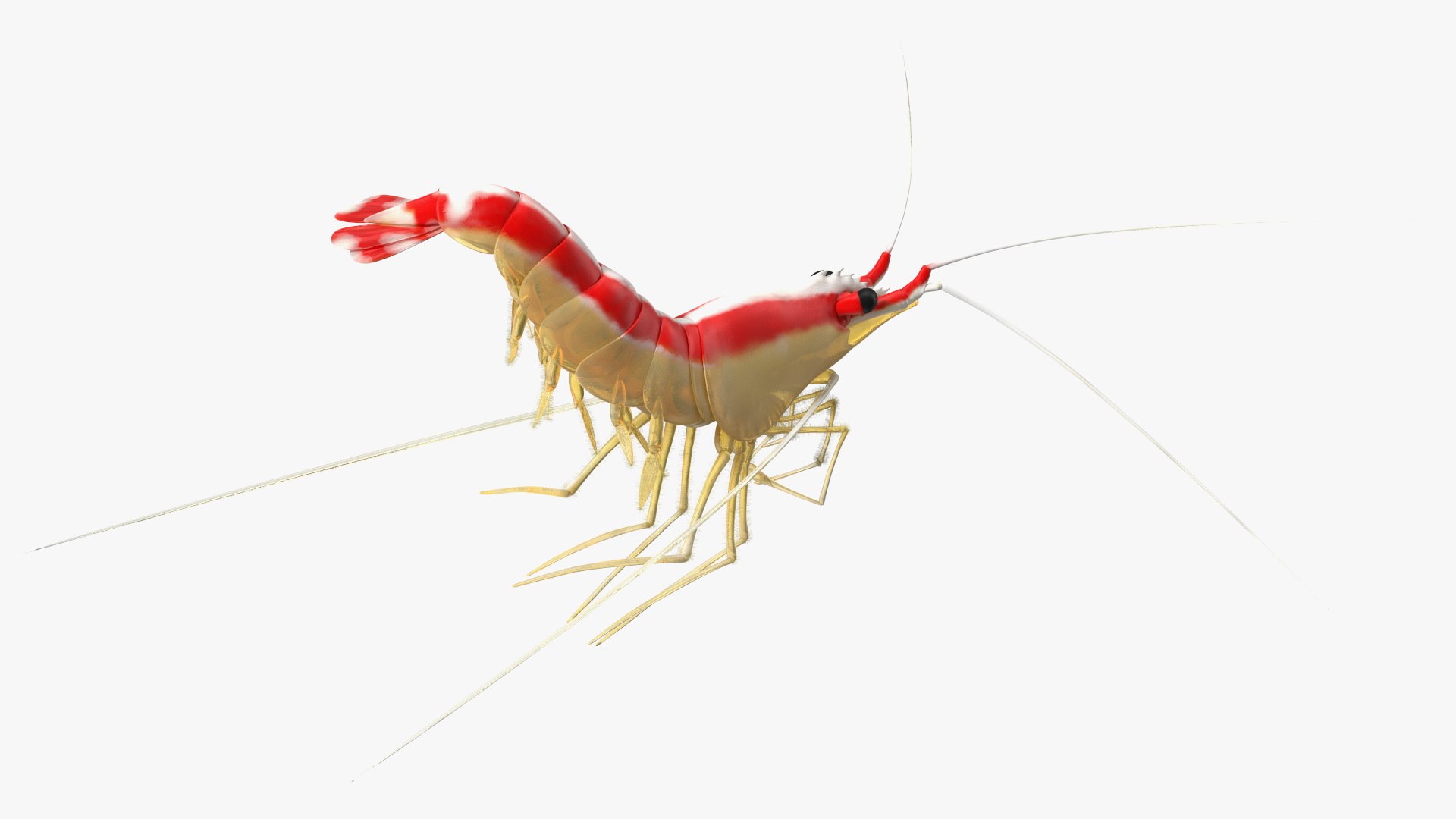Pacific Cleaner Shrimp Fur Model - TurboSquid 1914763