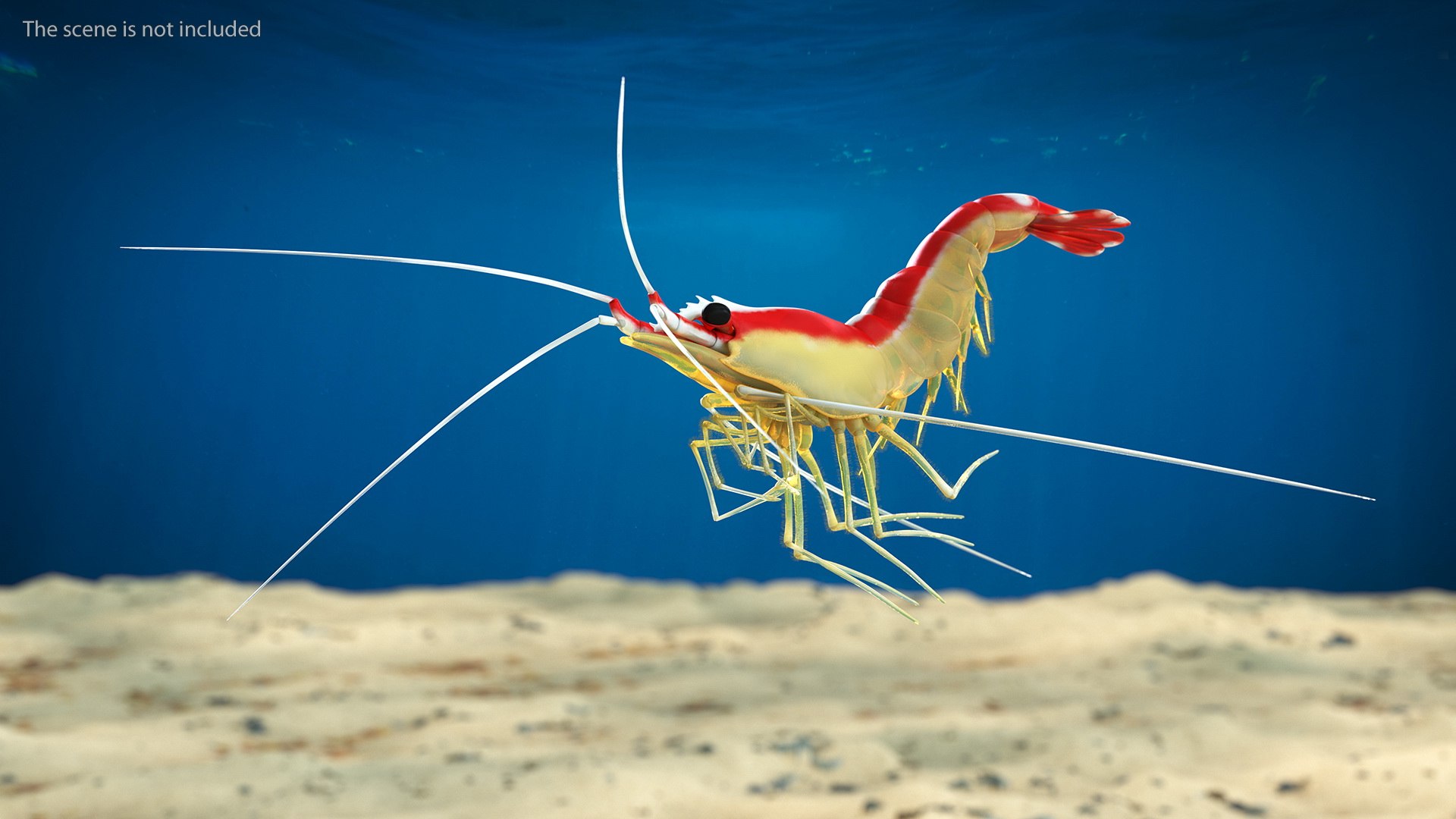 Pacific Cleaner Shrimp Fur Model - TurboSquid 1914763