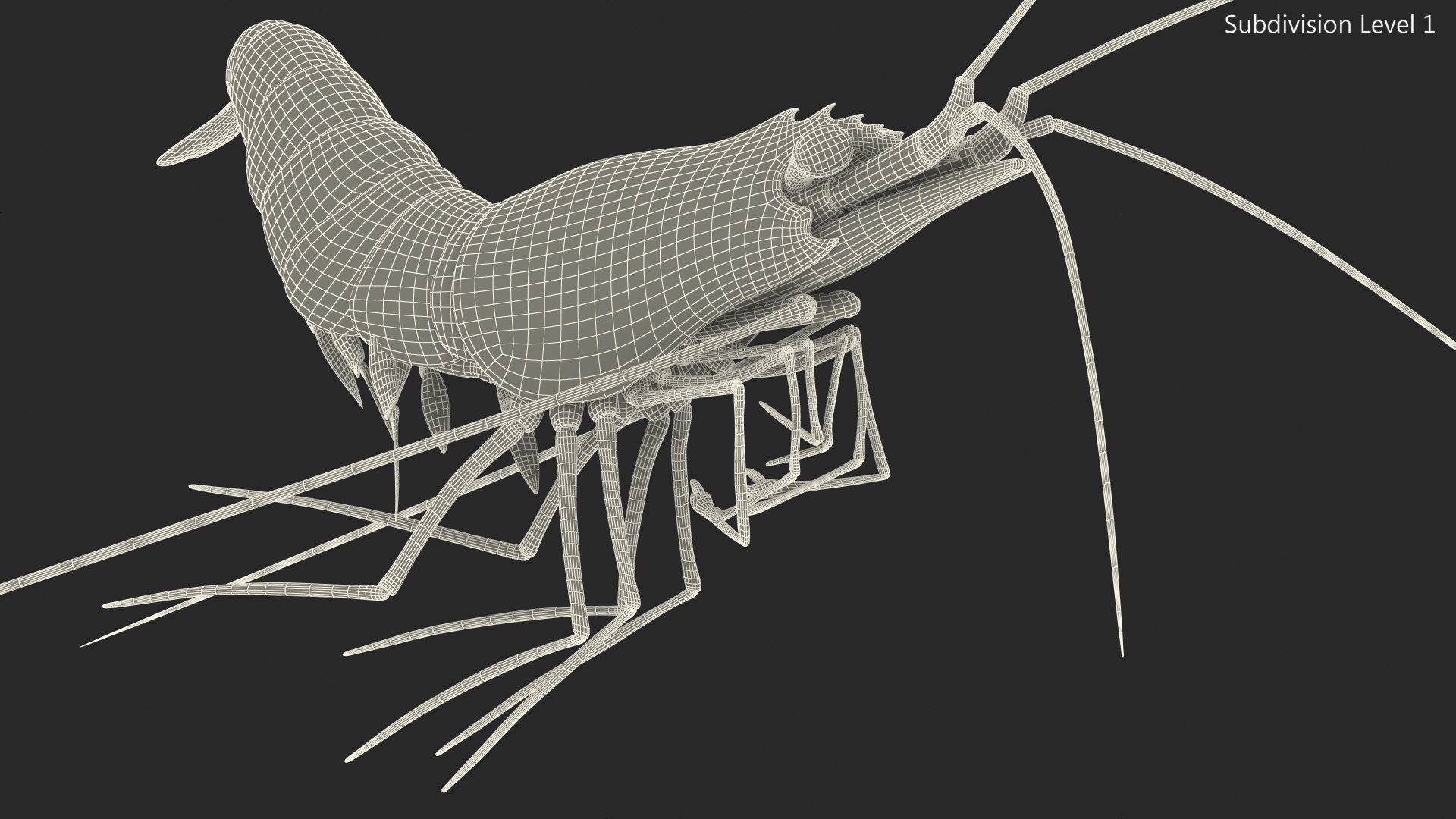 Pacific Cleaner Shrimp Fur Model - TurboSquid 1914763