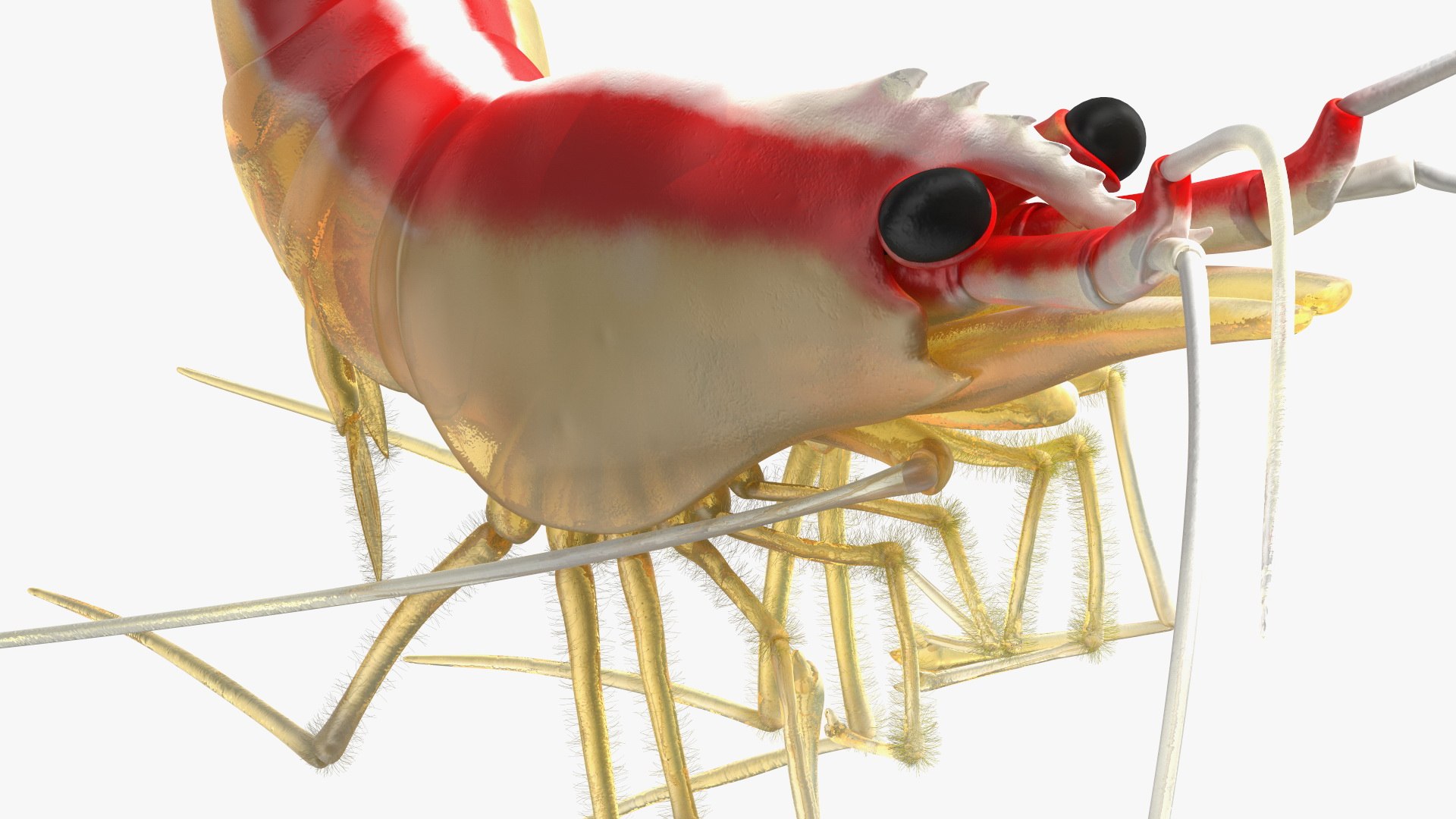 Pacific Cleaner Shrimp Fur Model - TurboSquid 1914763