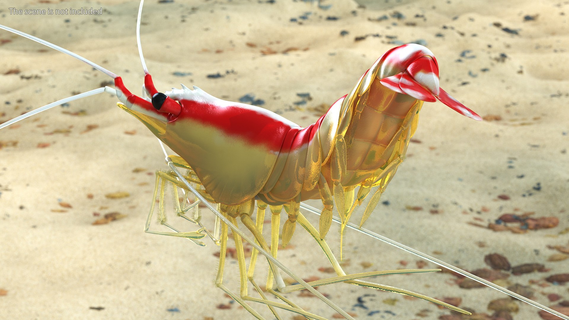 Pacific Cleaner Shrimp Fur Model - TurboSquid 1914763