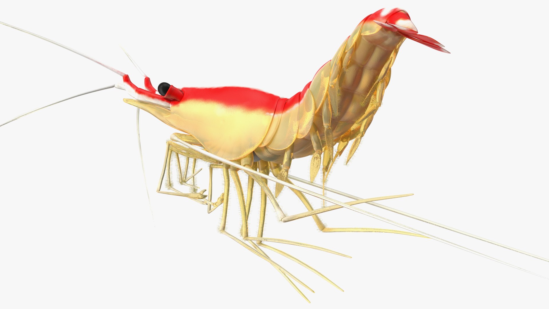 Pacific Cleaner Shrimp Fur model - TurboSquid 1914763