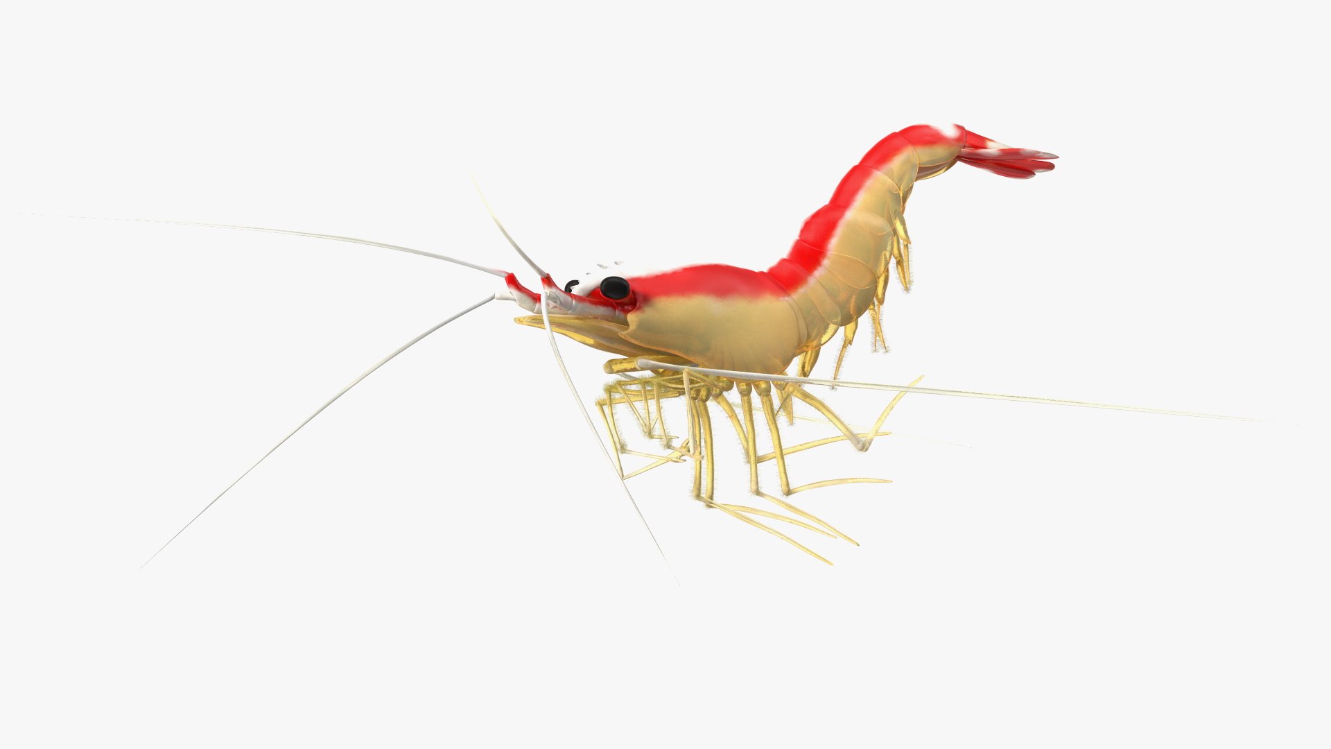 Pacific Cleaner Shrimp Drawing