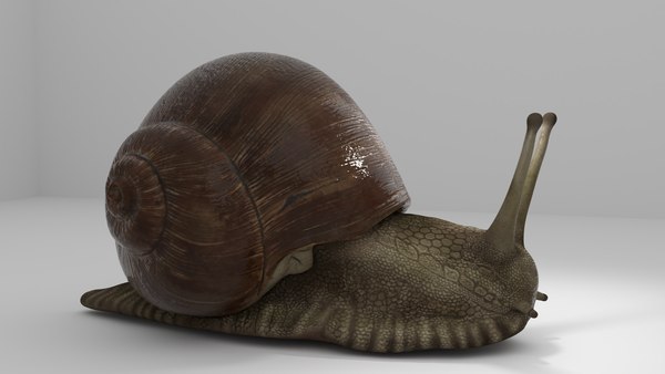 3D Snail model - TurboSquid 1781627