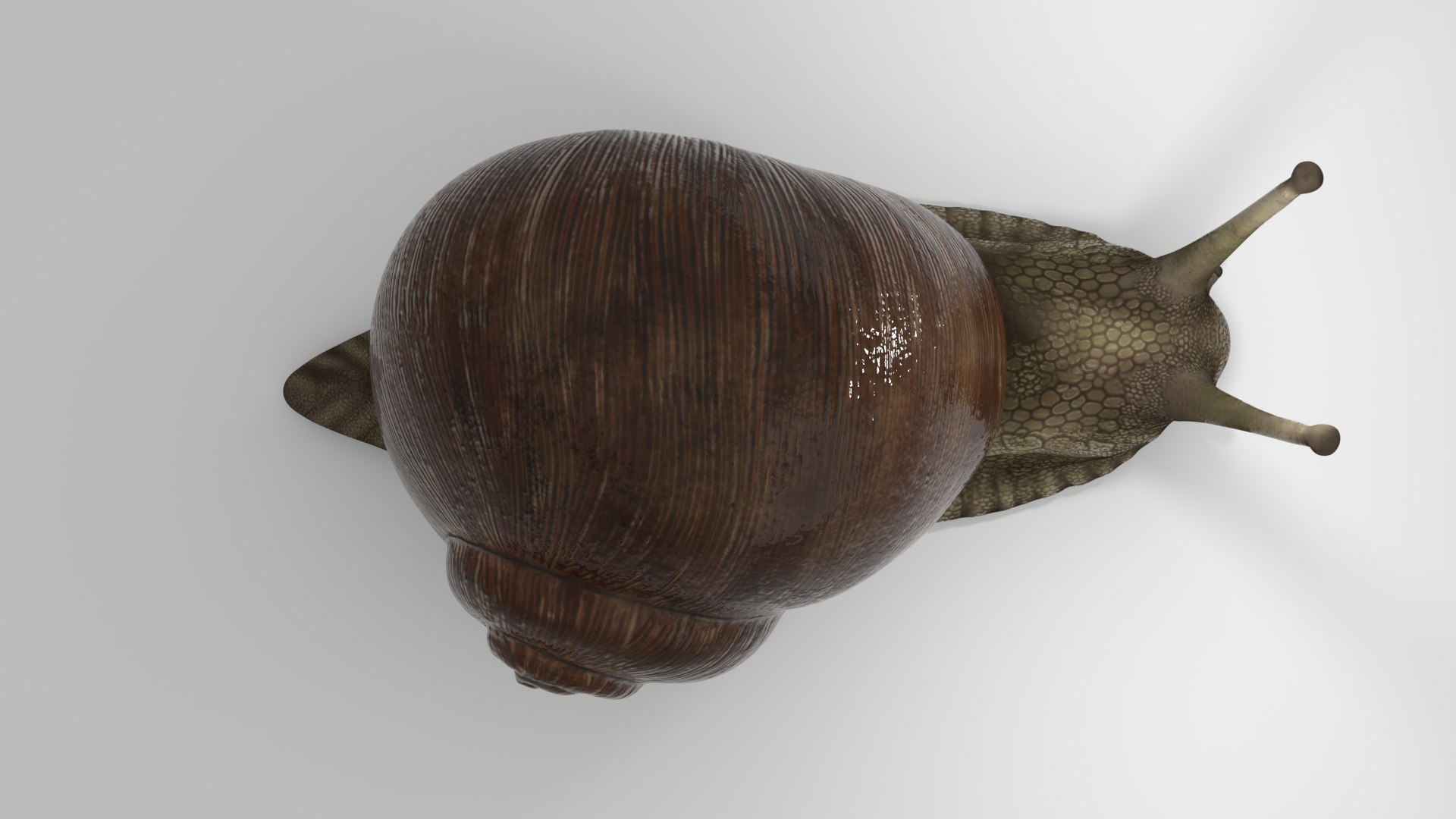 3D Snail Model - TurboSquid 1781627