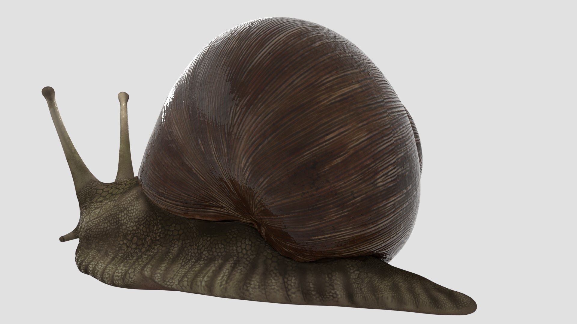 3D Snail Model - TurboSquid 1781627