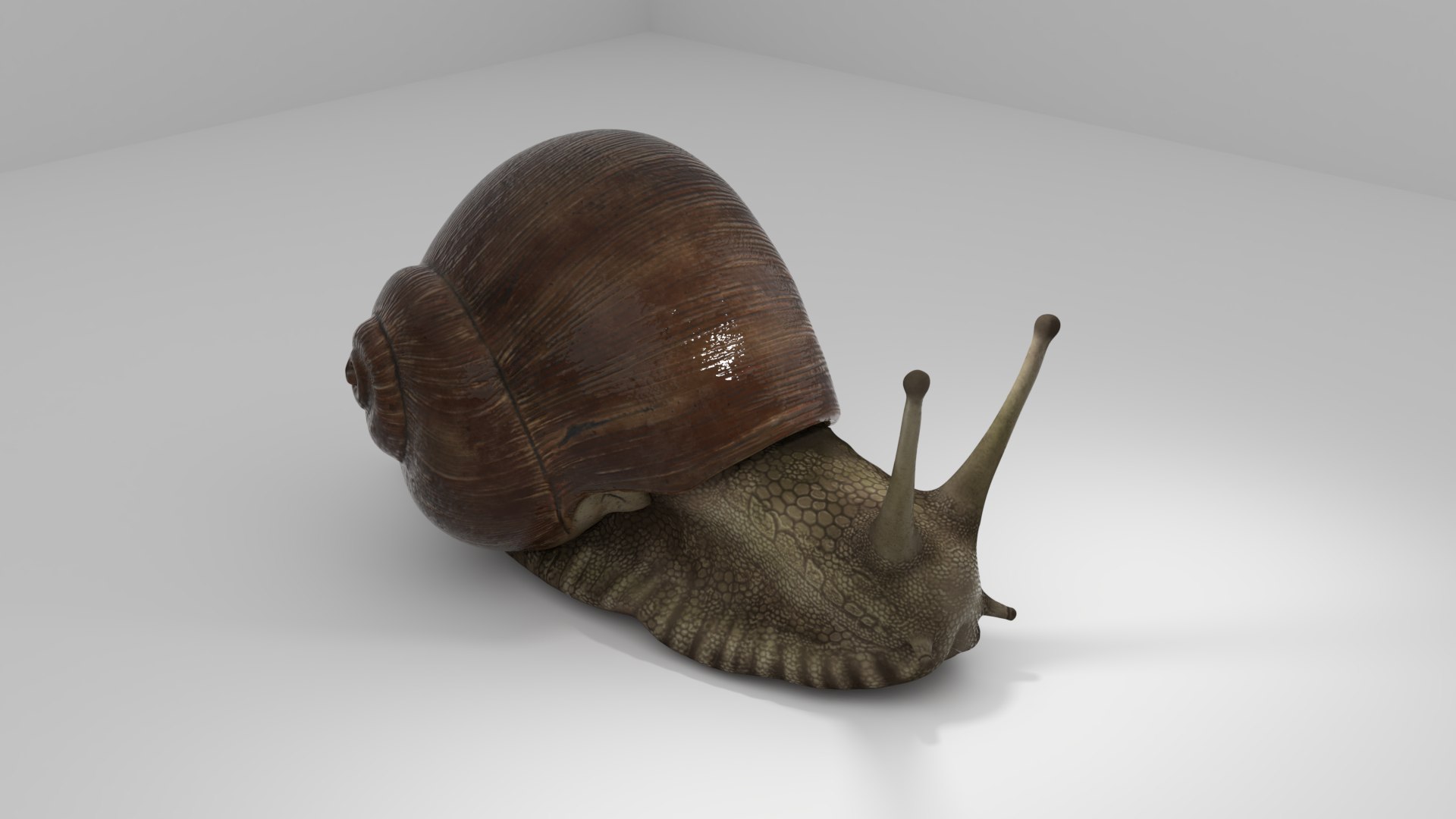 3D Snail Model - TurboSquid 1781627