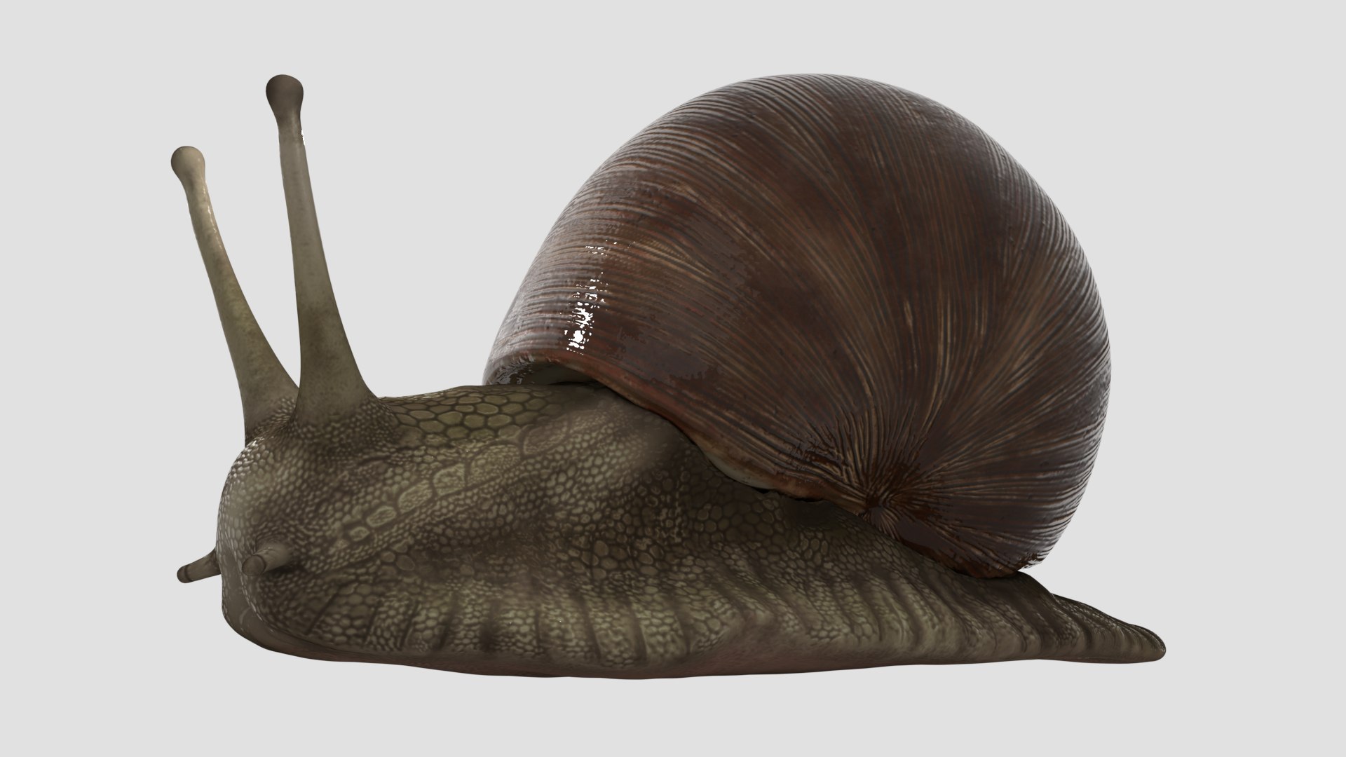 3D Snail Model - TurboSquid 1781627