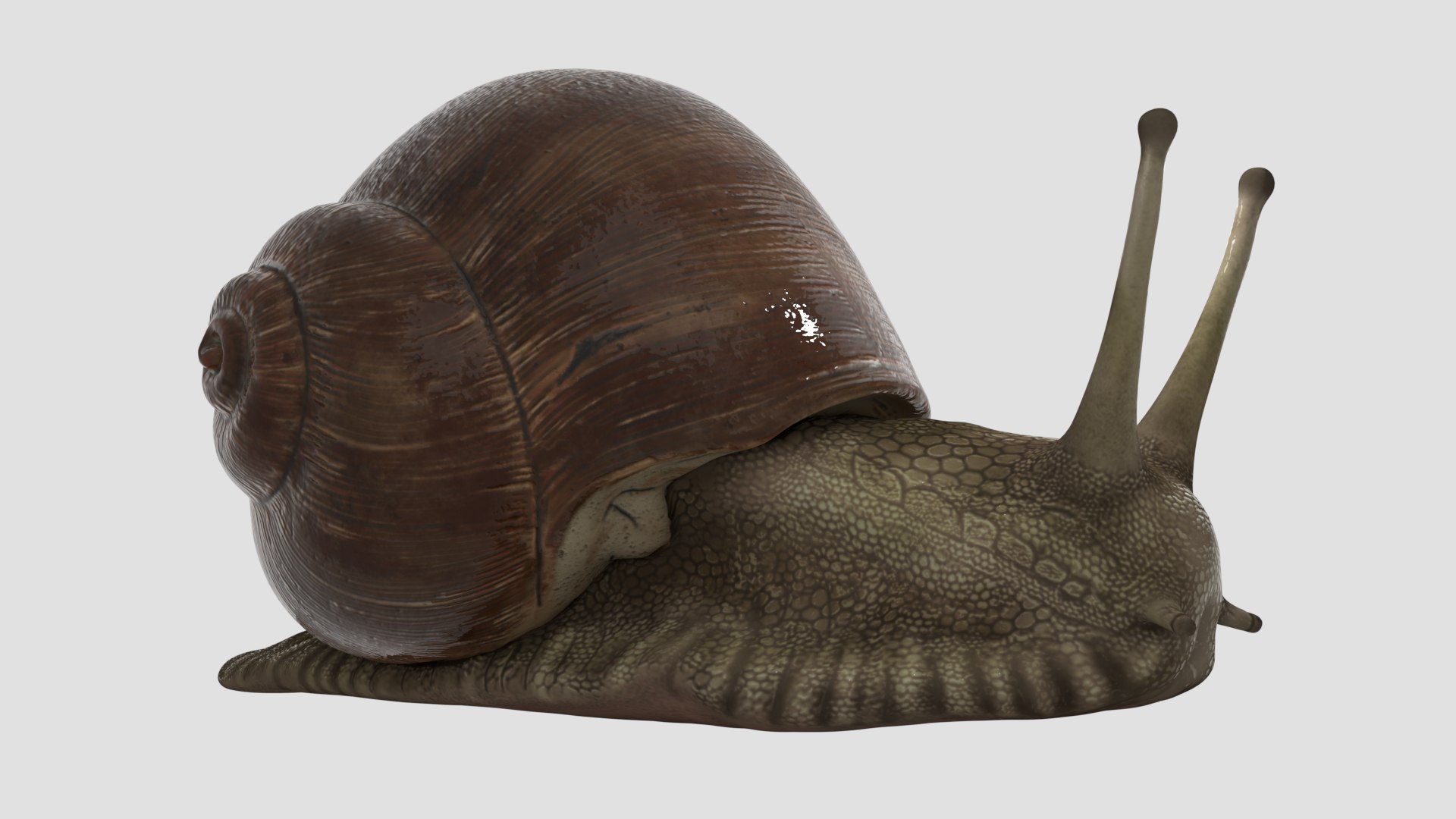 3D Snail Model - TurboSquid 1781627