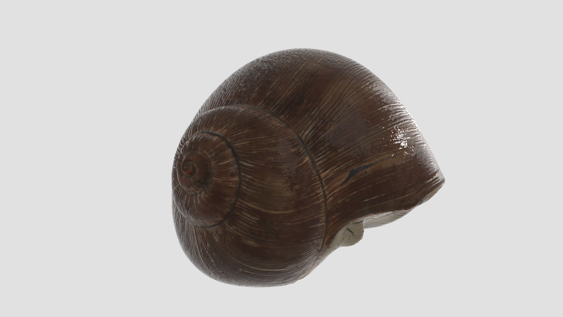 3D Snail Model - TurboSquid 1781627
