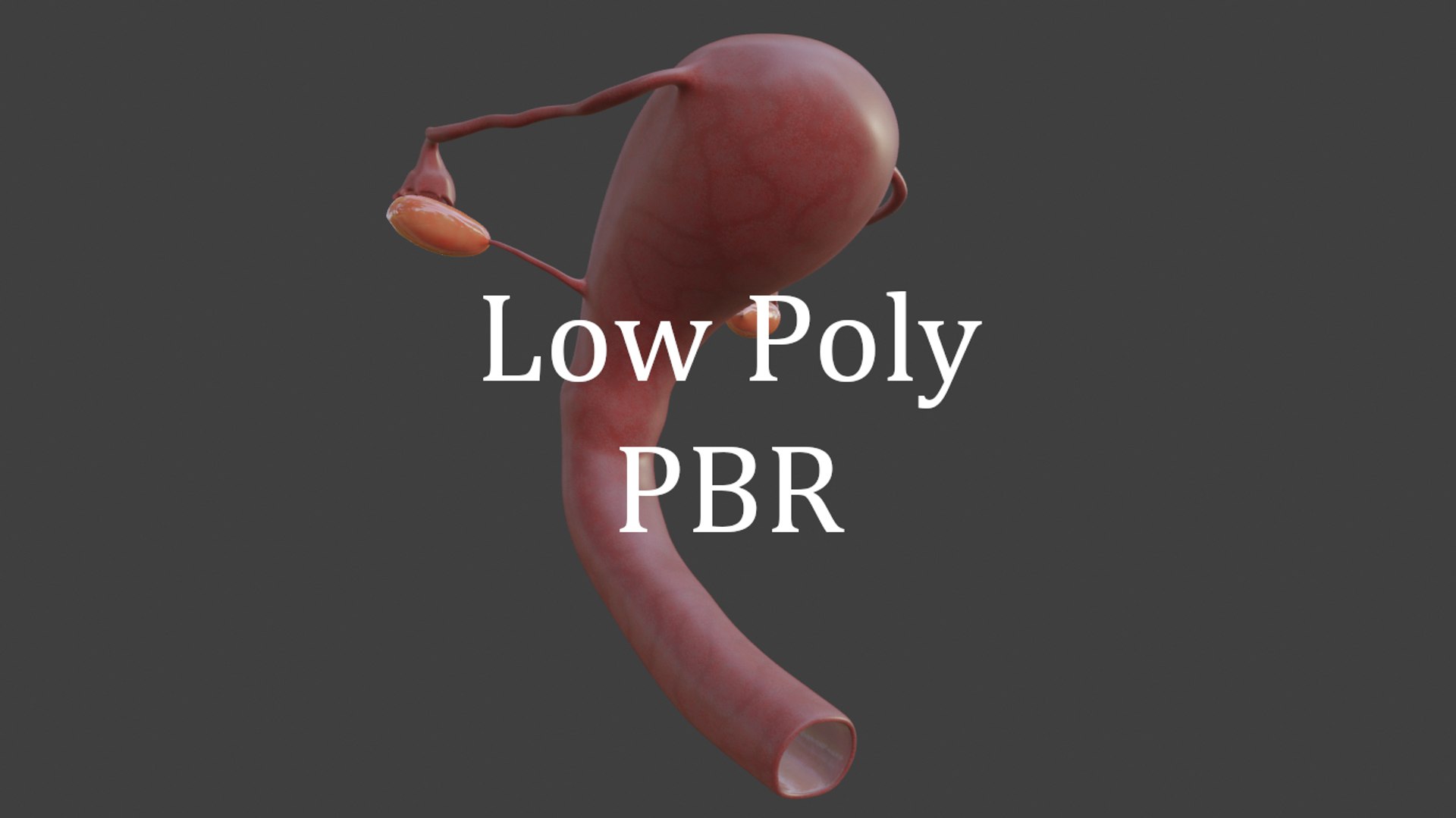 3D Female Reproductive Model - TurboSquid 1540885