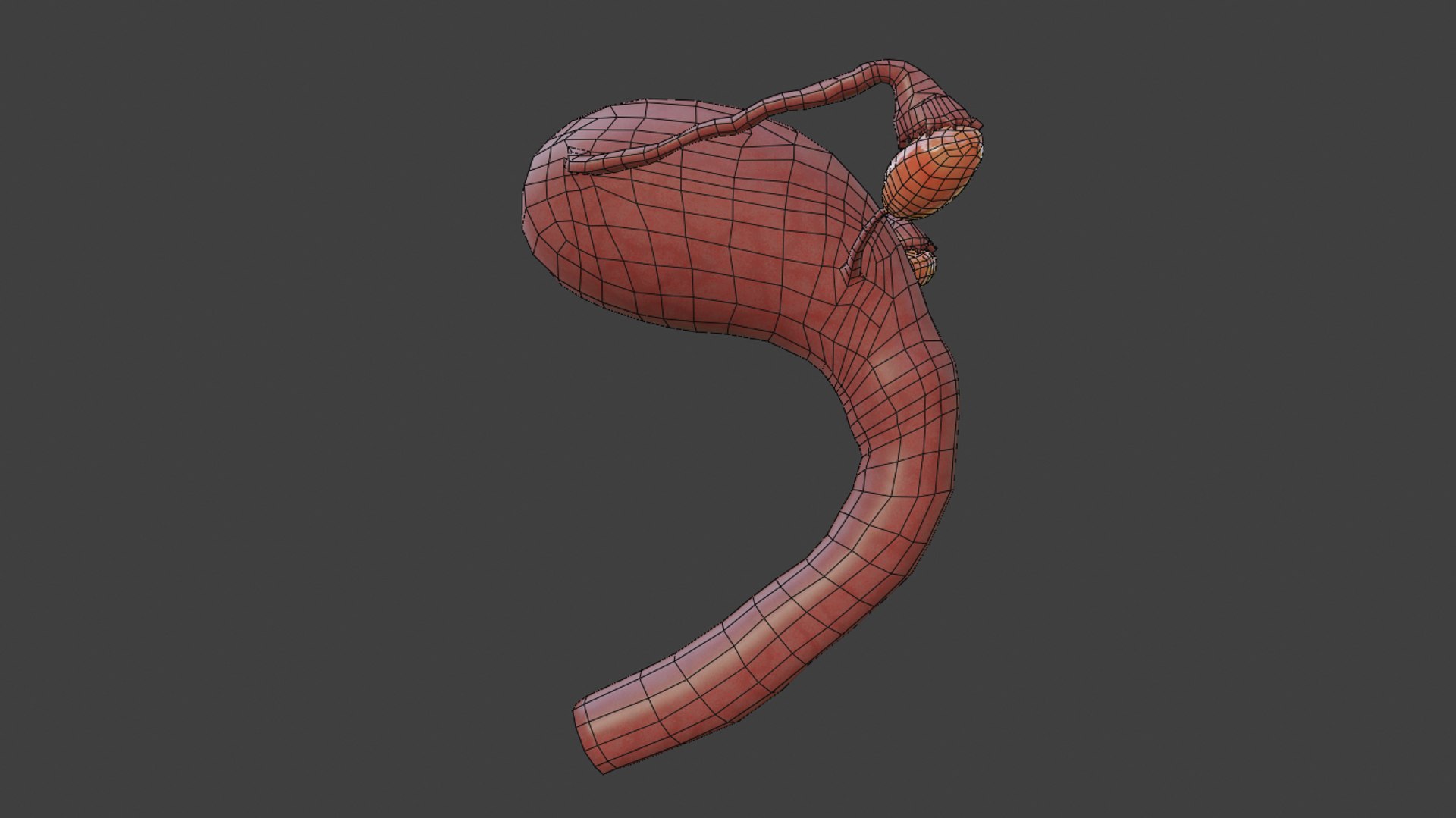 3D Female Reproductive Model - TurboSquid 1540885