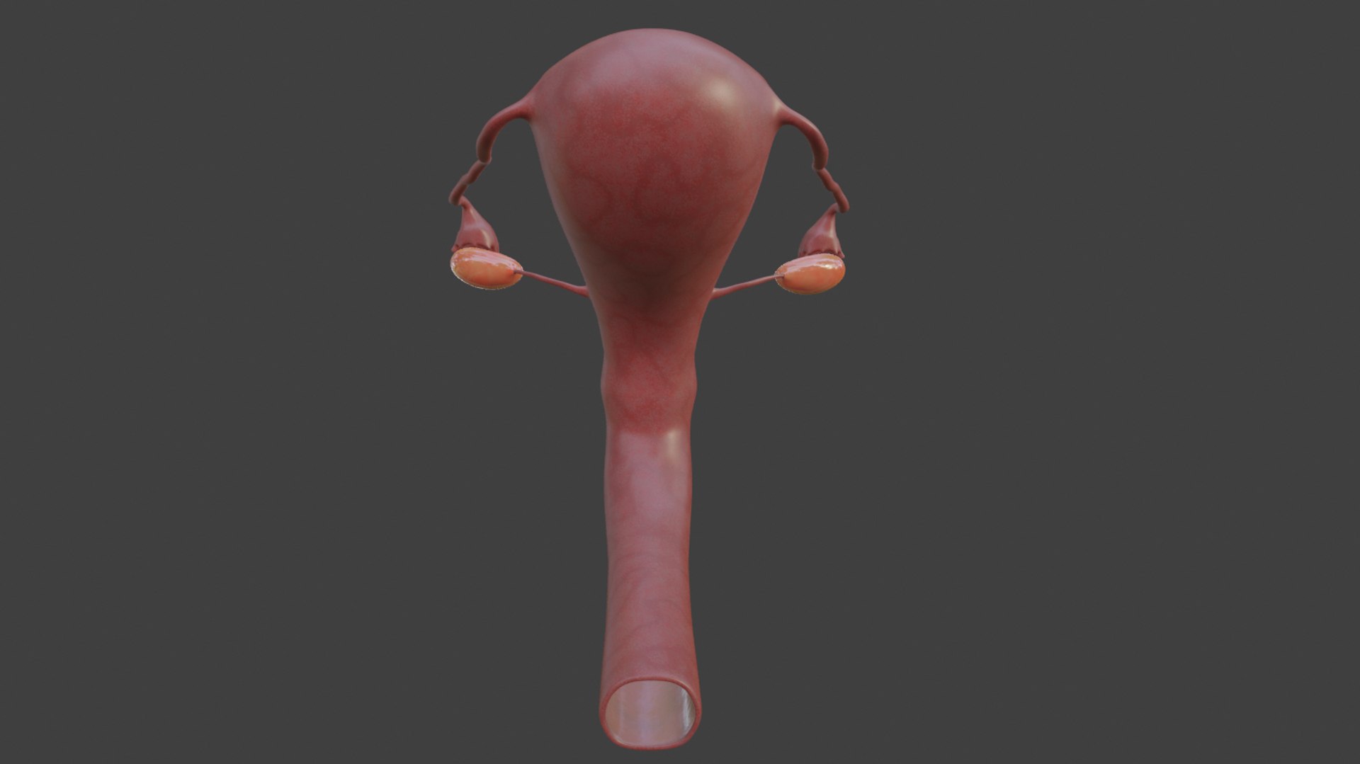 3D Female Reproductive Model - TurboSquid 1540885