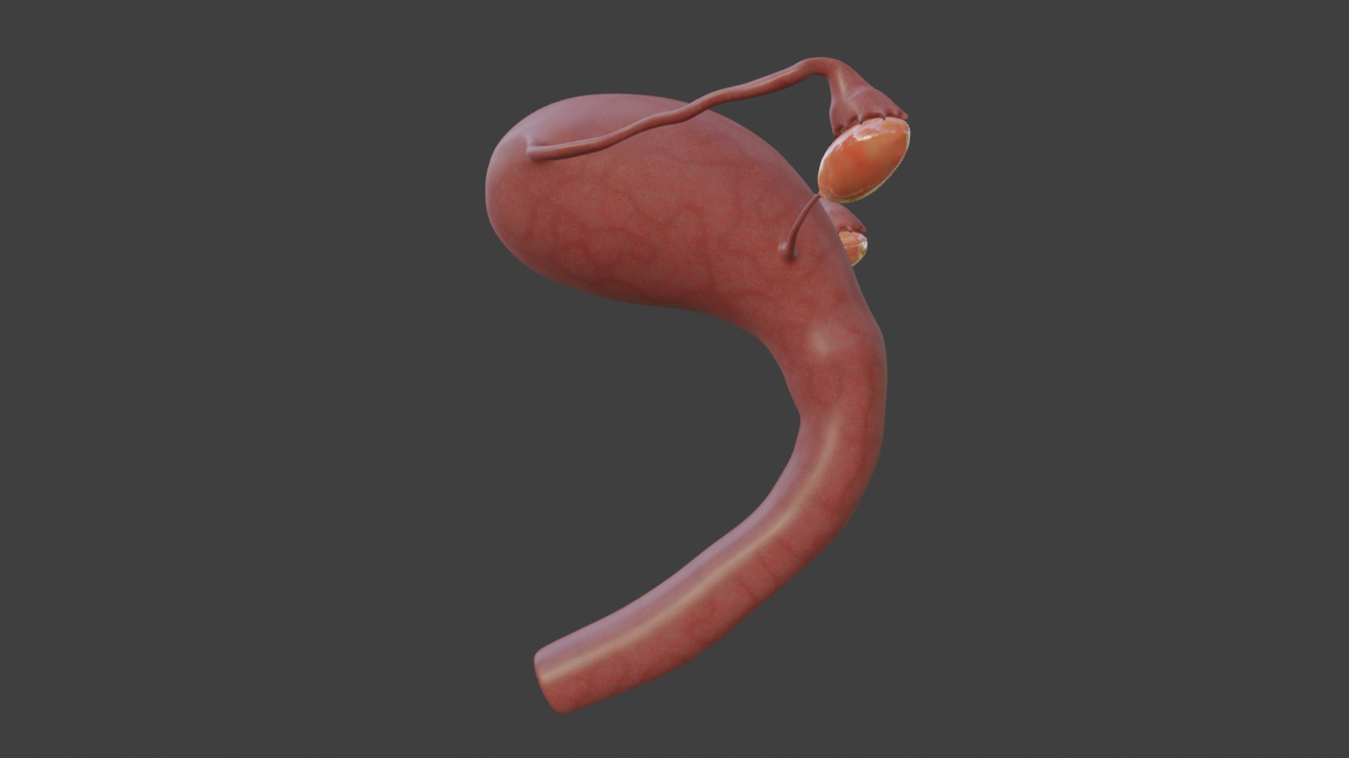 3D Female Reproductive Model - TurboSquid 1540885