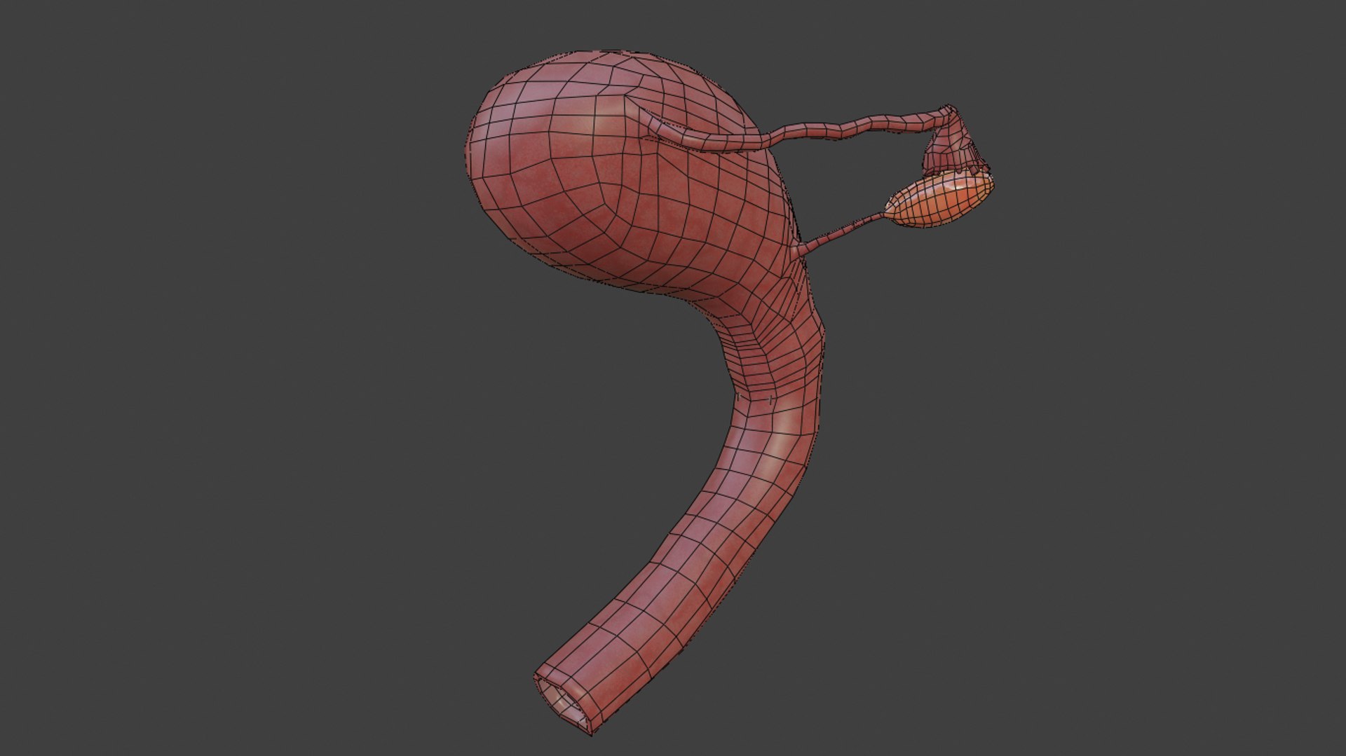 3D Female Reproductive Model - TurboSquid 1540885