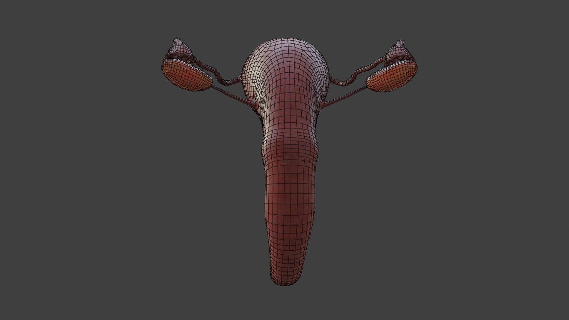 3D Female Reproductive Model - TurboSquid 1540885