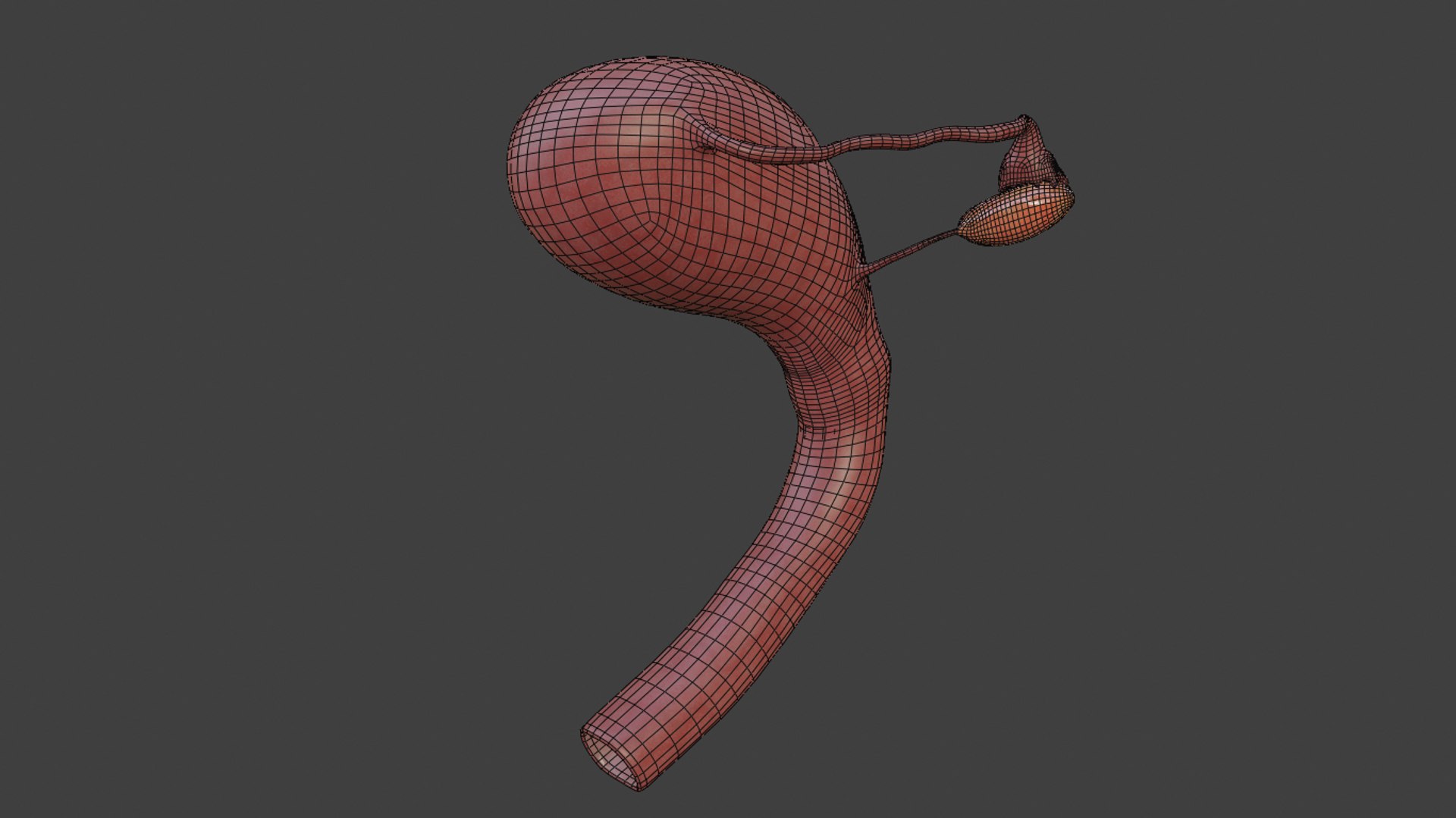 3D Female Reproductive Model - TurboSquid 1540885