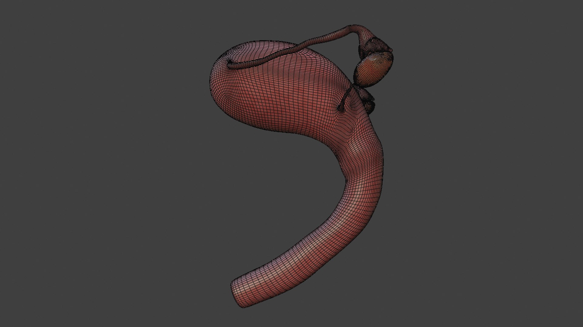 3D Female Reproductive Model - TurboSquid 1540885