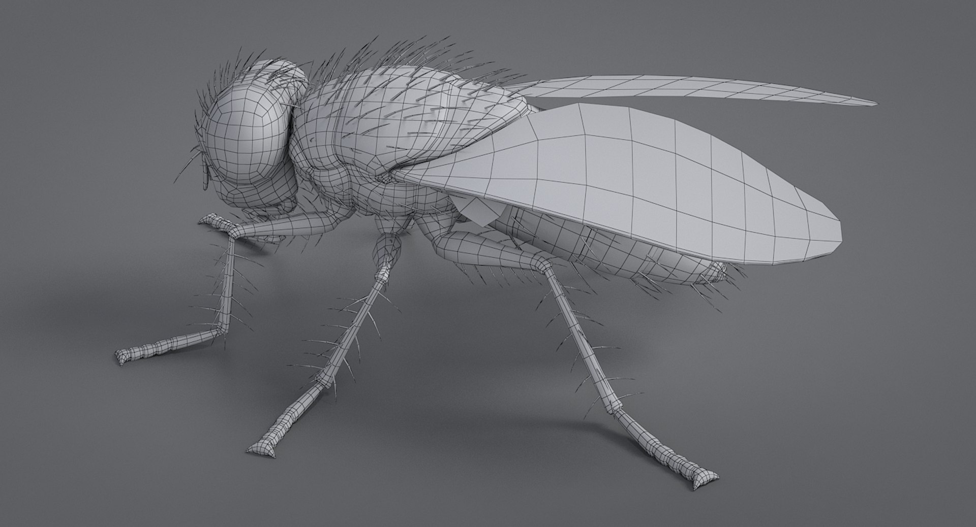 3D realistic housefly - TurboSquid 1346869