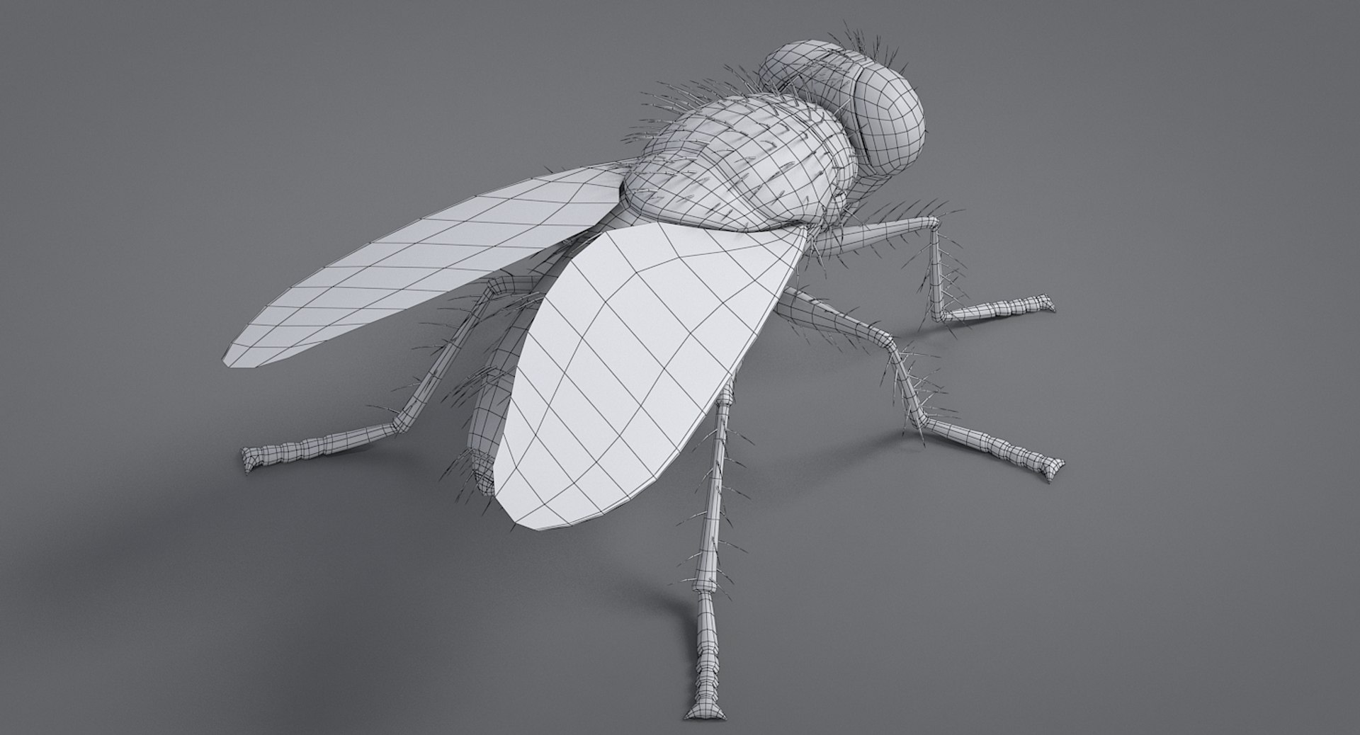 3D realistic housefly - TurboSquid 1346869