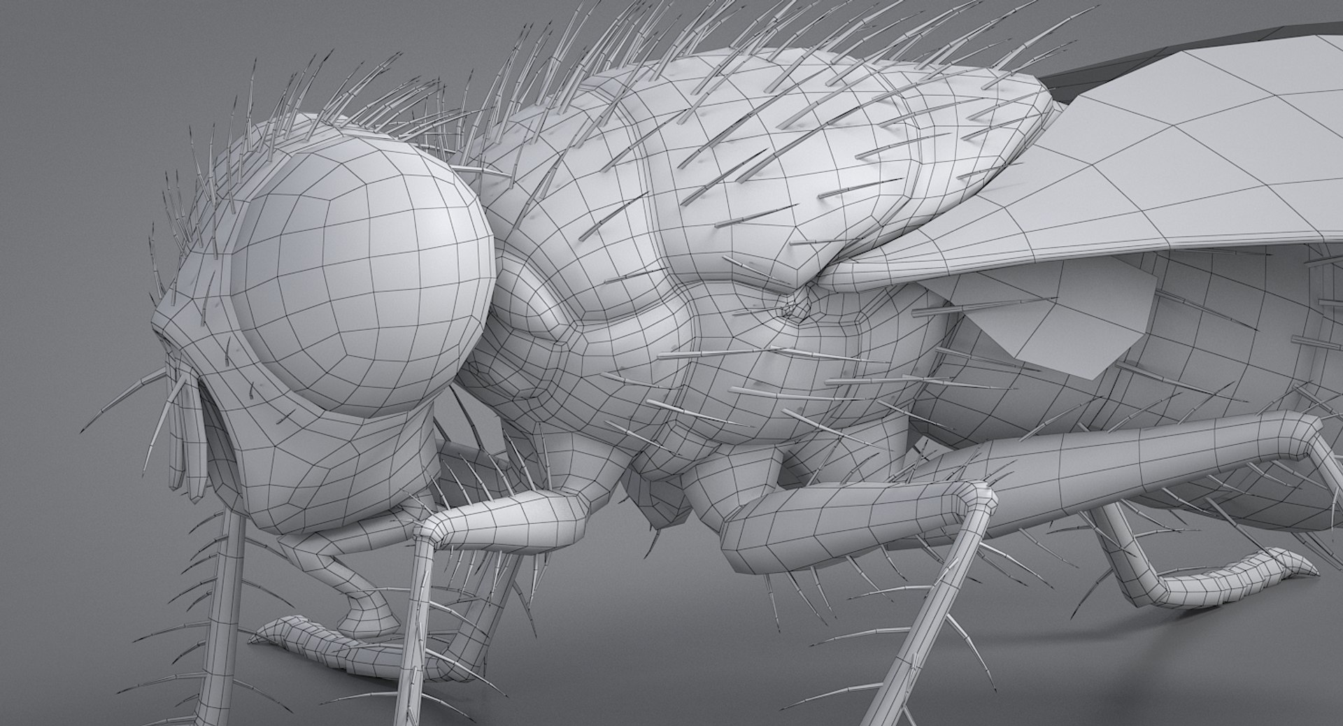 3D realistic housefly - TurboSquid 1346869