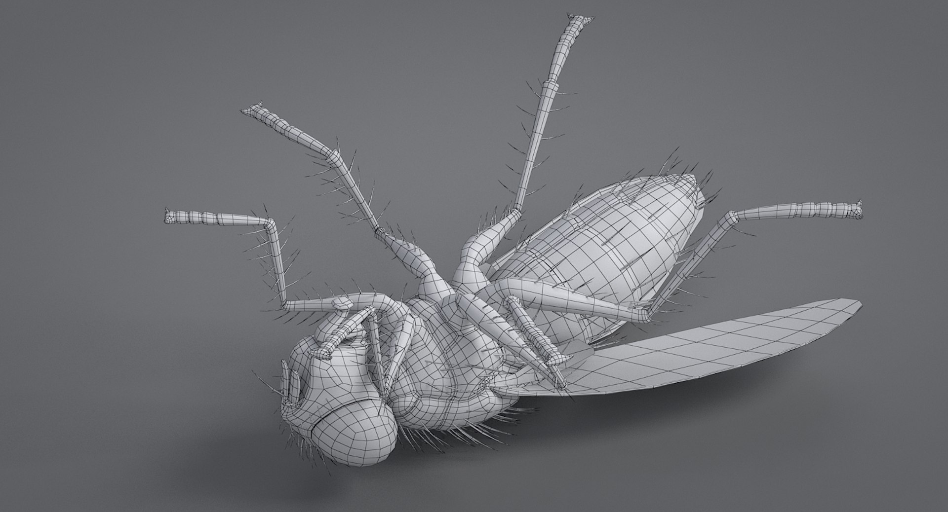3D realistic housefly - TurboSquid 1346869