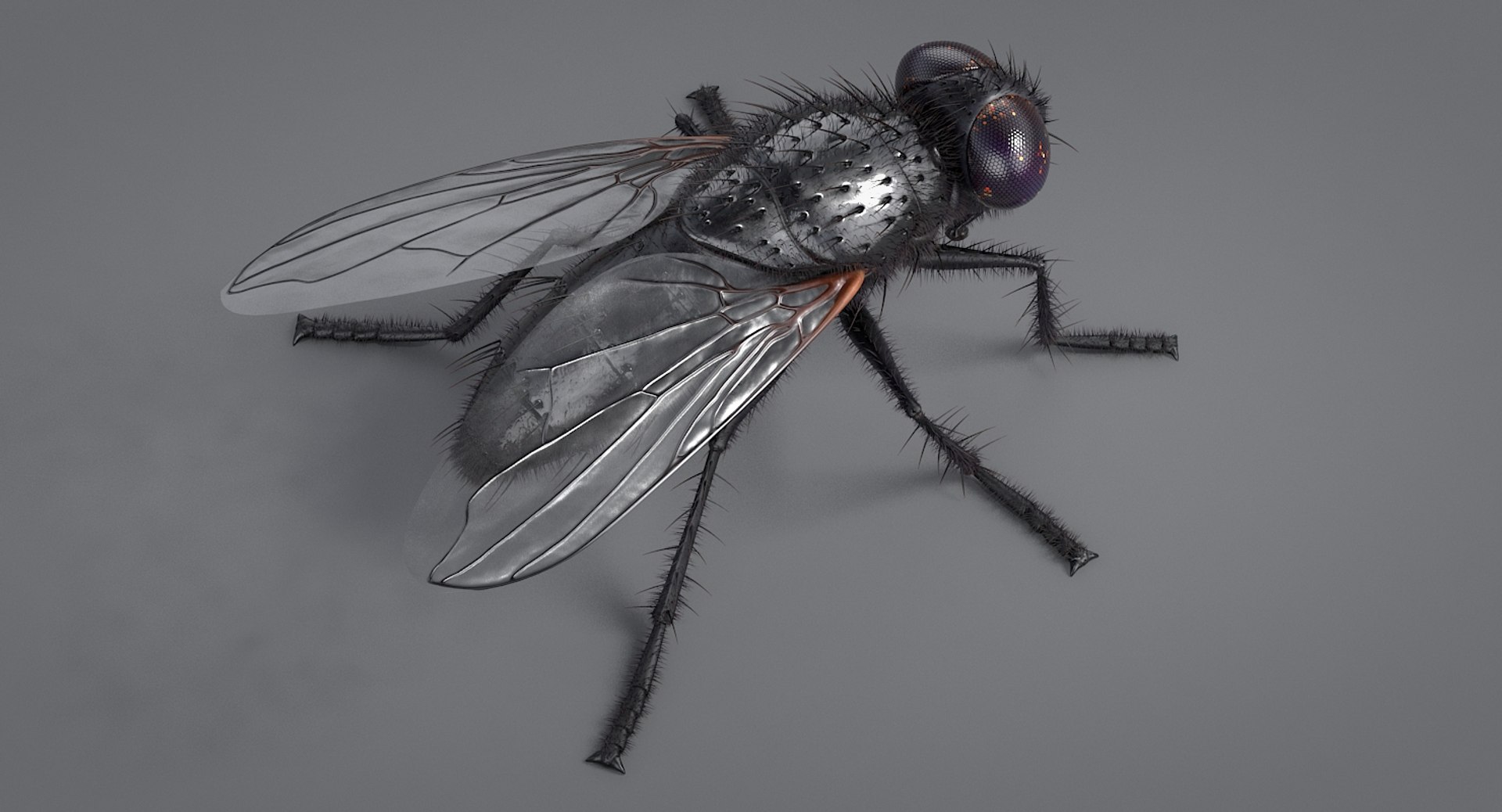 3D Realistic Housefly - TurboSquid 1346869