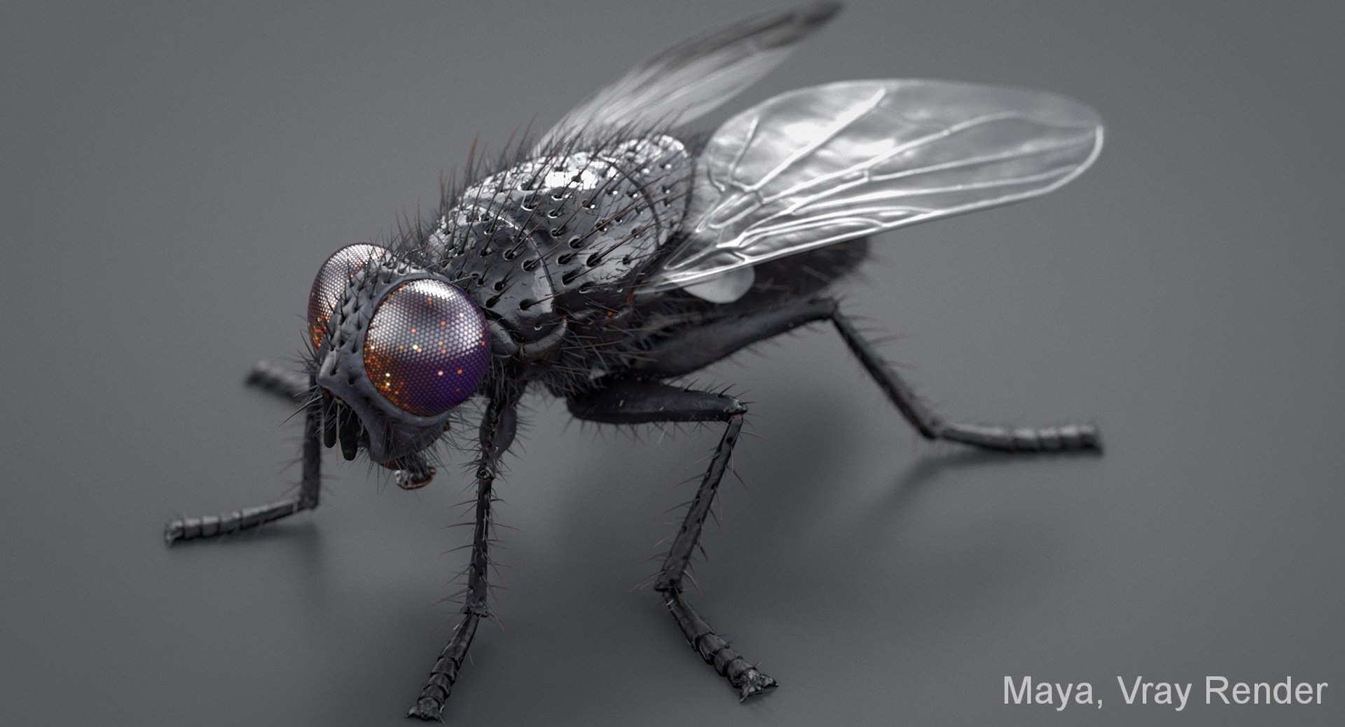 3D realistic housefly - TurboSquid 1346869