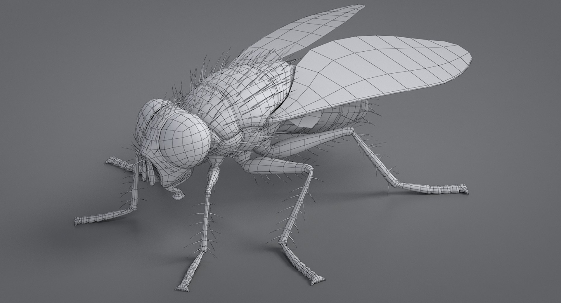 3D realistic housefly - TurboSquid 1346869