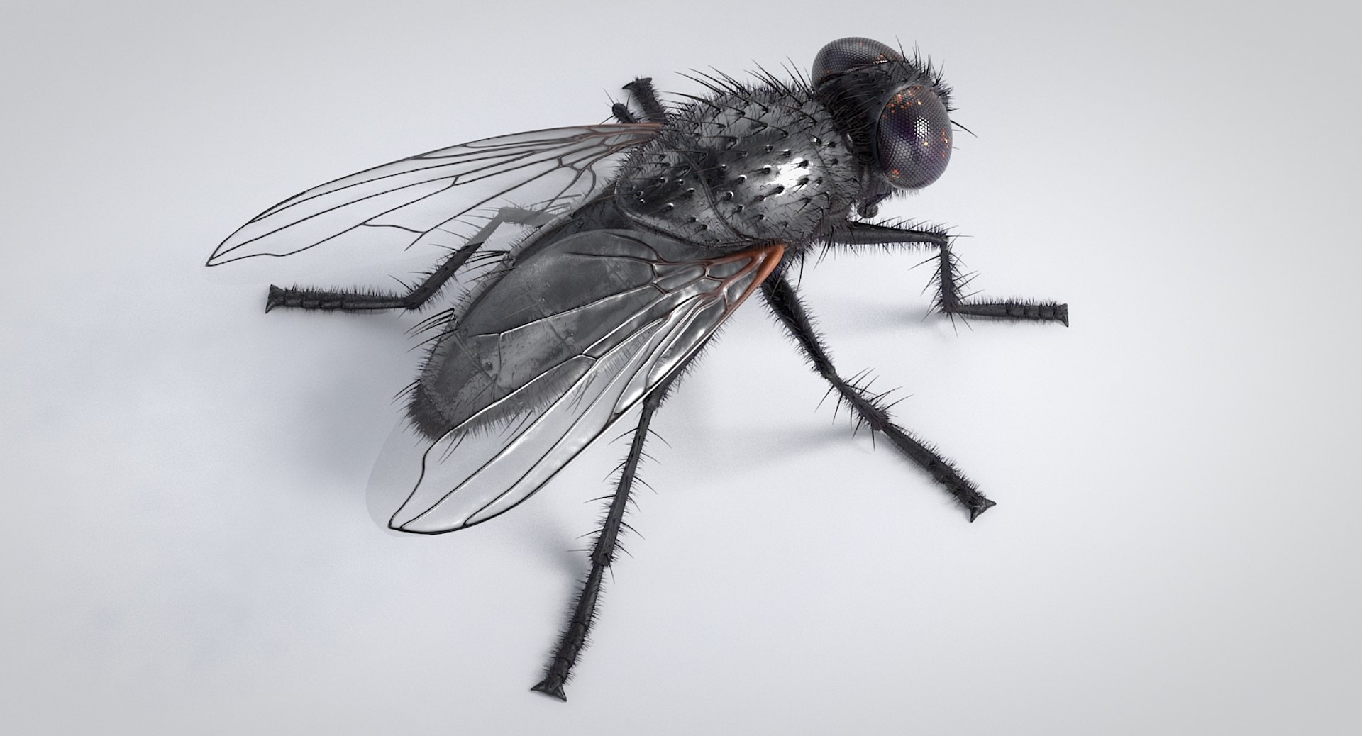 3D Realistic Housefly - TurboSquid 1346869