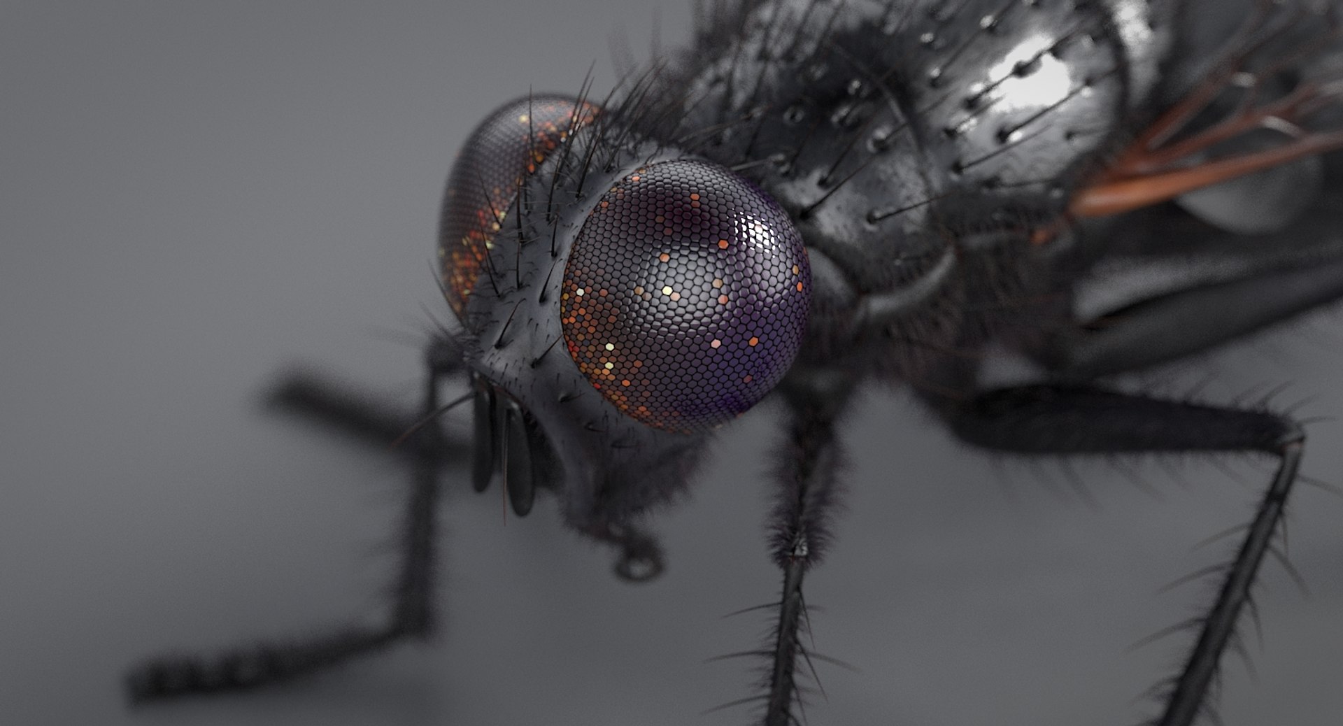 3D Realistic Housefly - TurboSquid 1346869