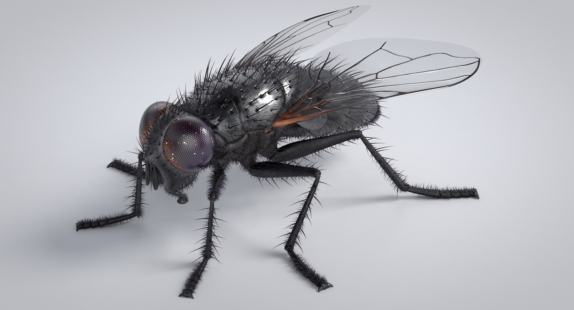 3D Realistic Housefly - TurboSquid 1346869