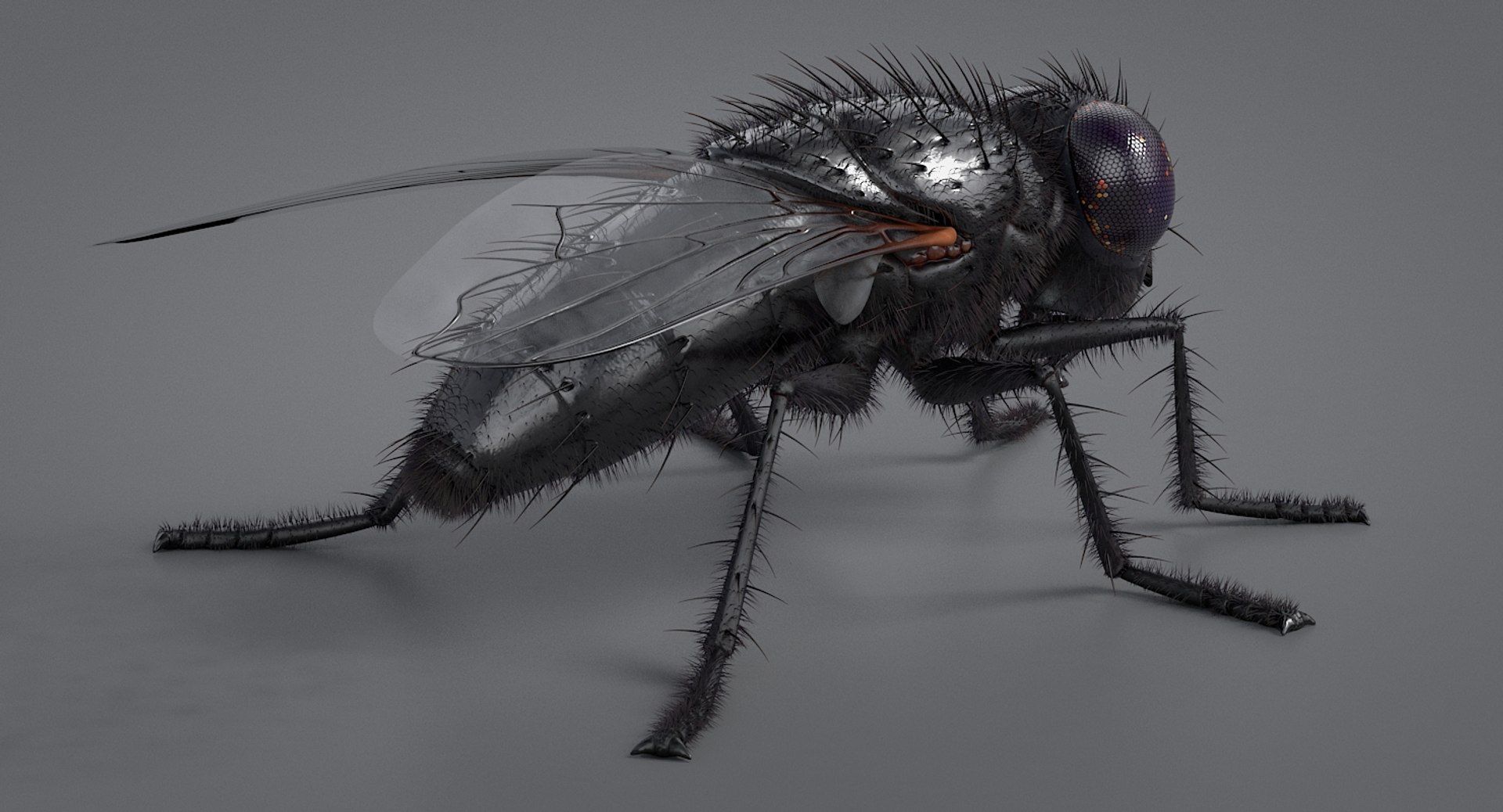 3D Realistic Housefly - TurboSquid 1346869
