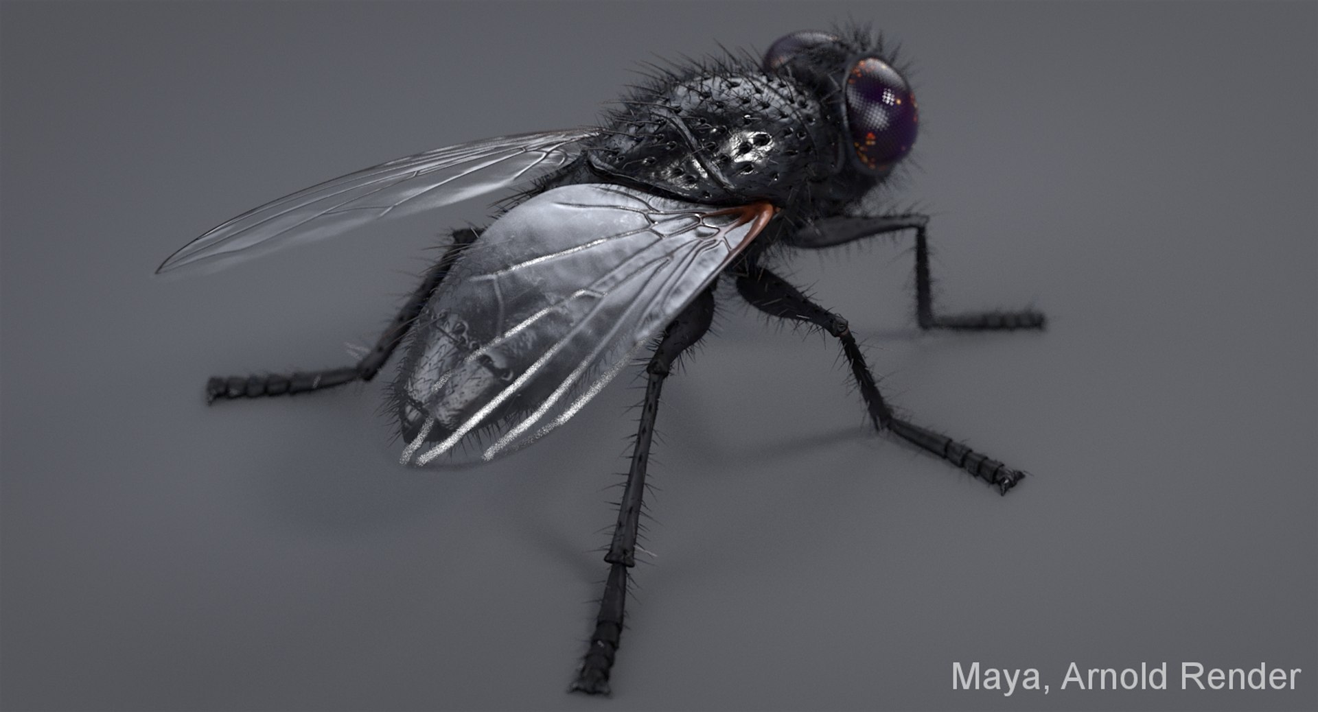 3D realistic housefly - TurboSquid 1346869