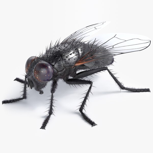 Fly 3D Models for Download | TurboSquid